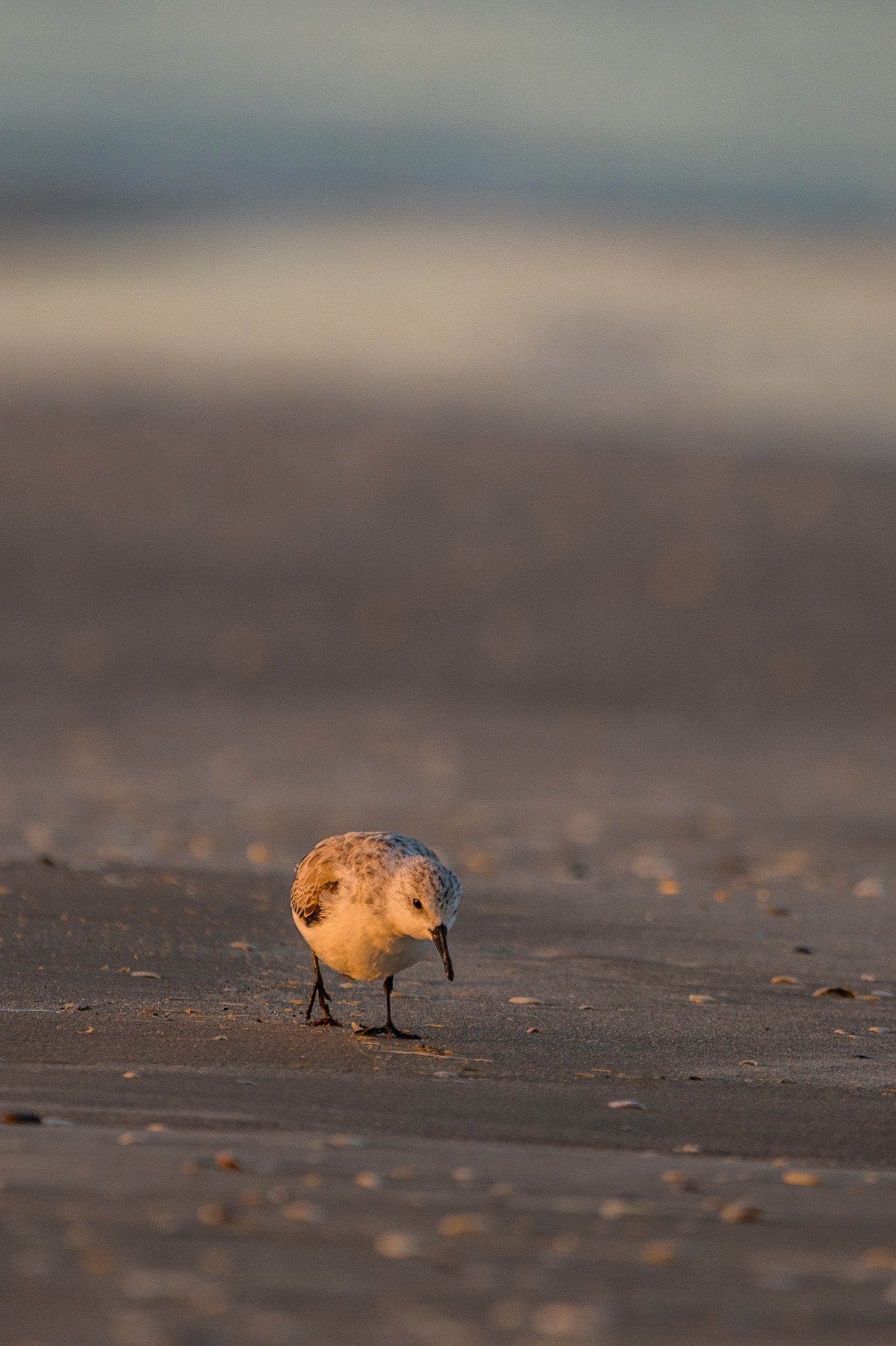 Feeding Sanderling | Photography Art | Visiting This World