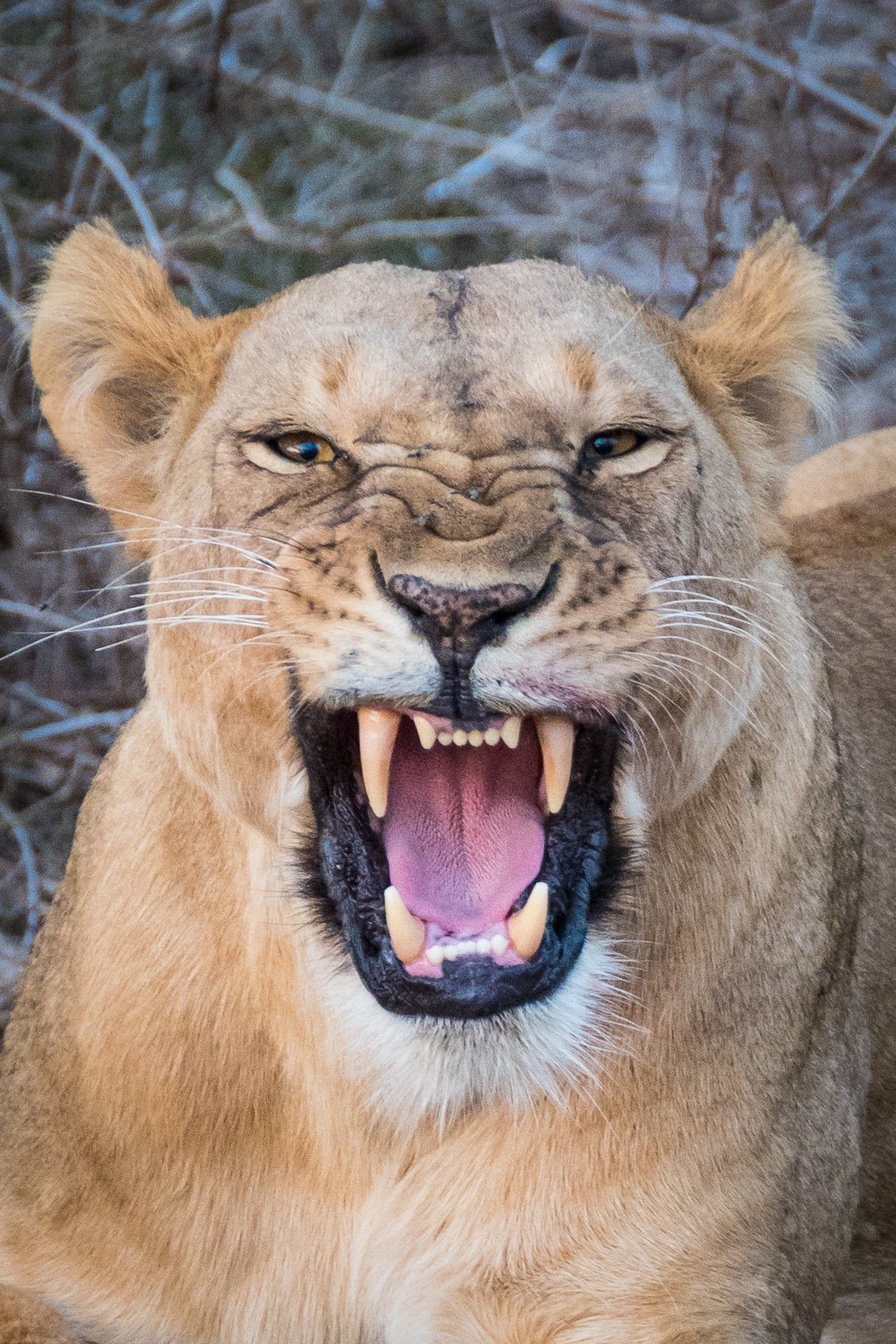 Snarled Smile | Photography Art | Visiting This World