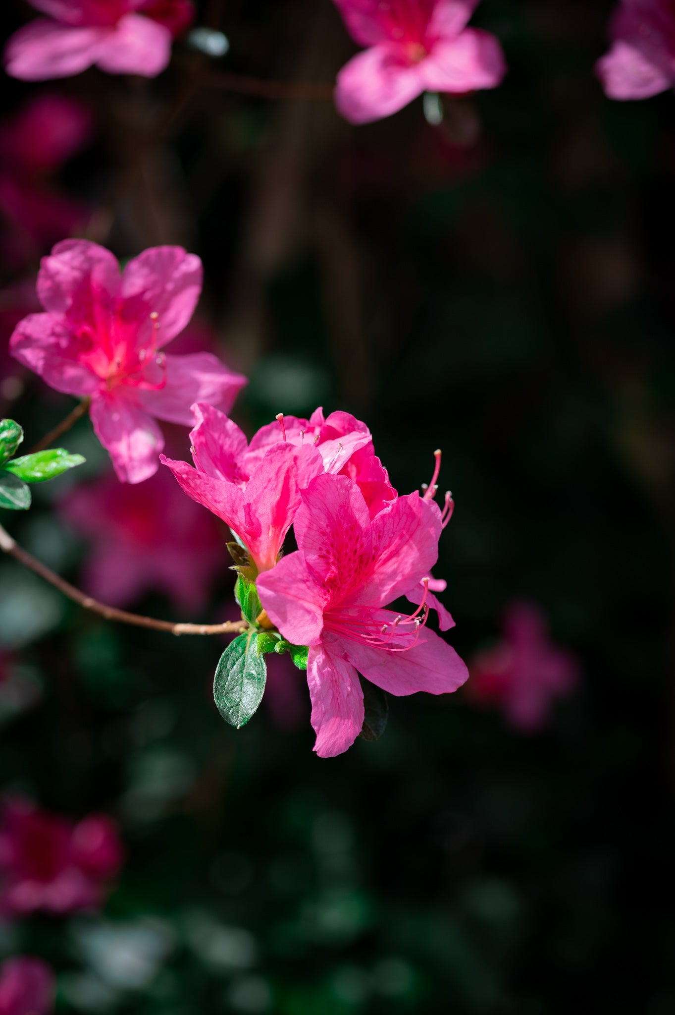 Standout Azalea | Photography Art | Visiting This World